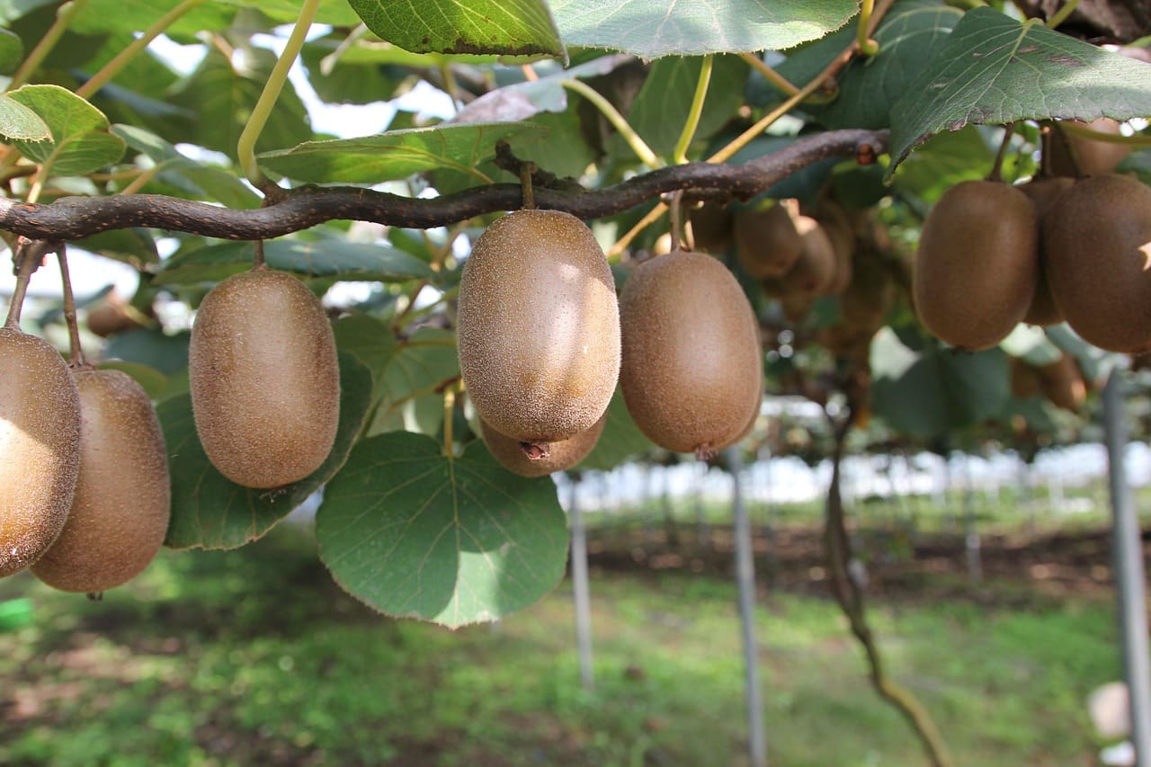 Kiwi: origen, temporada, propiedades y cómo consumirlo.