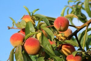 Melocotonero: cómo plantar y cuidar tu árbol de melocotón